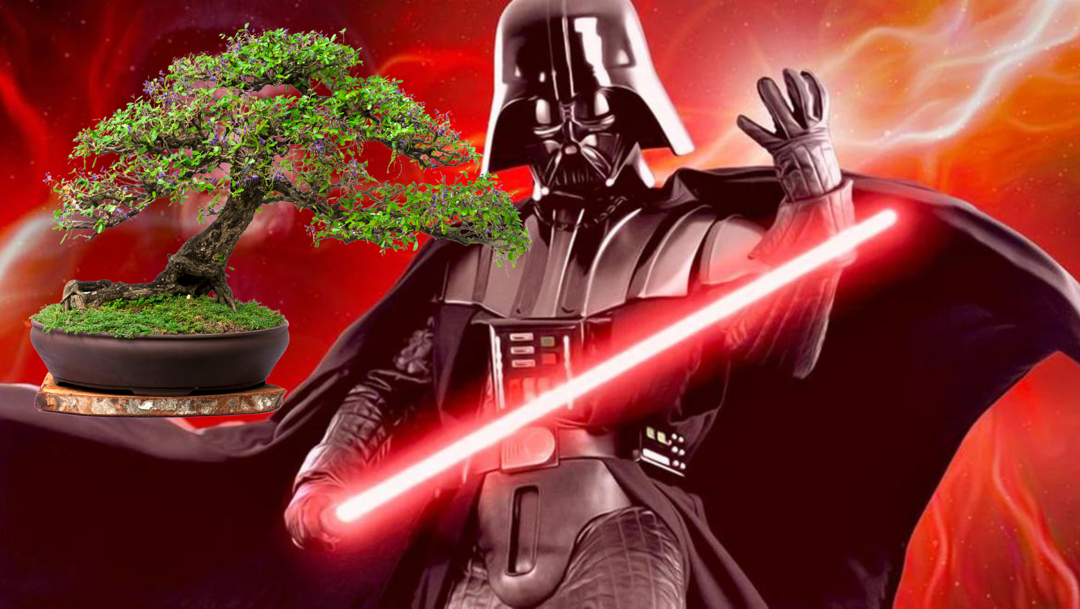 What if Darth Vader had found his true passion: Bonsai!? – Ikigai-Box