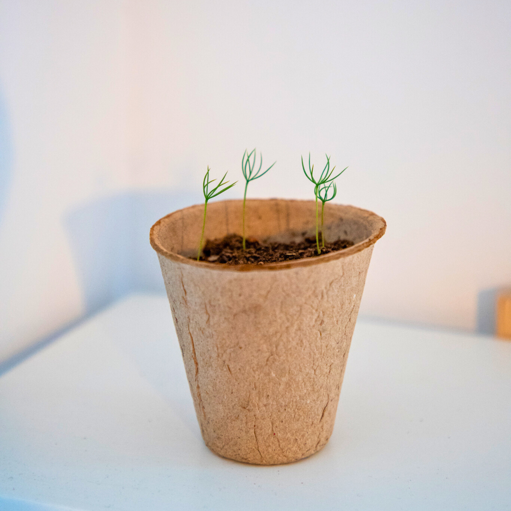 Bonsai Box, discover the art of bonsai with our starter kit! – Ikigai-Box