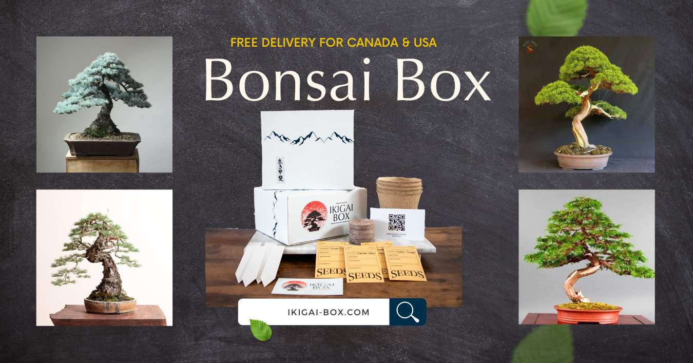 Ikigai Box | Find your ikigai, one box at a time | Bonsaï Starter Kit ...
